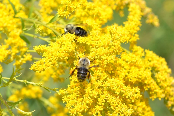 Pollinator Week Celebration | To Do Long Island