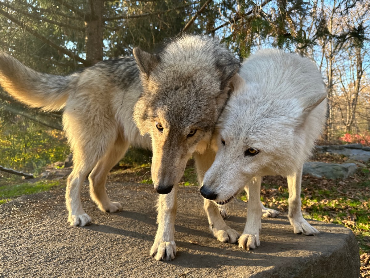 Wolves of North America | To Do NYC