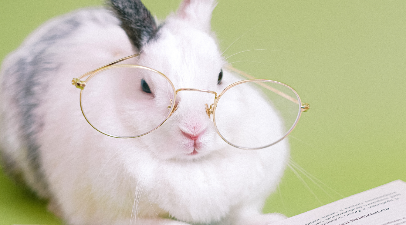 Fun Pet Events and Pet Friendly Activities in NYC