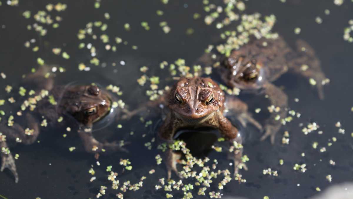 Tadpole Transformations | To Do Philadelphia