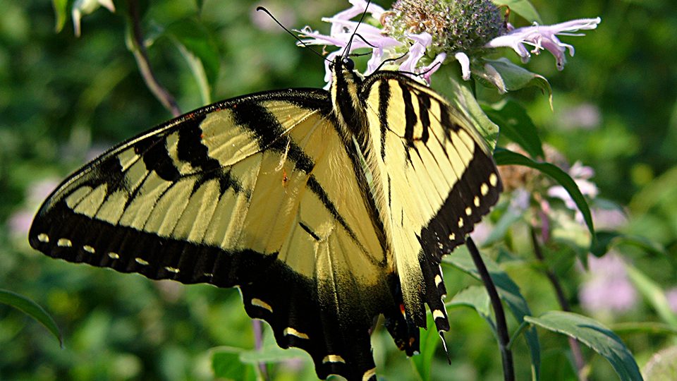 National Trails Day at Uplands Farm Sanctuary | To Do NYC