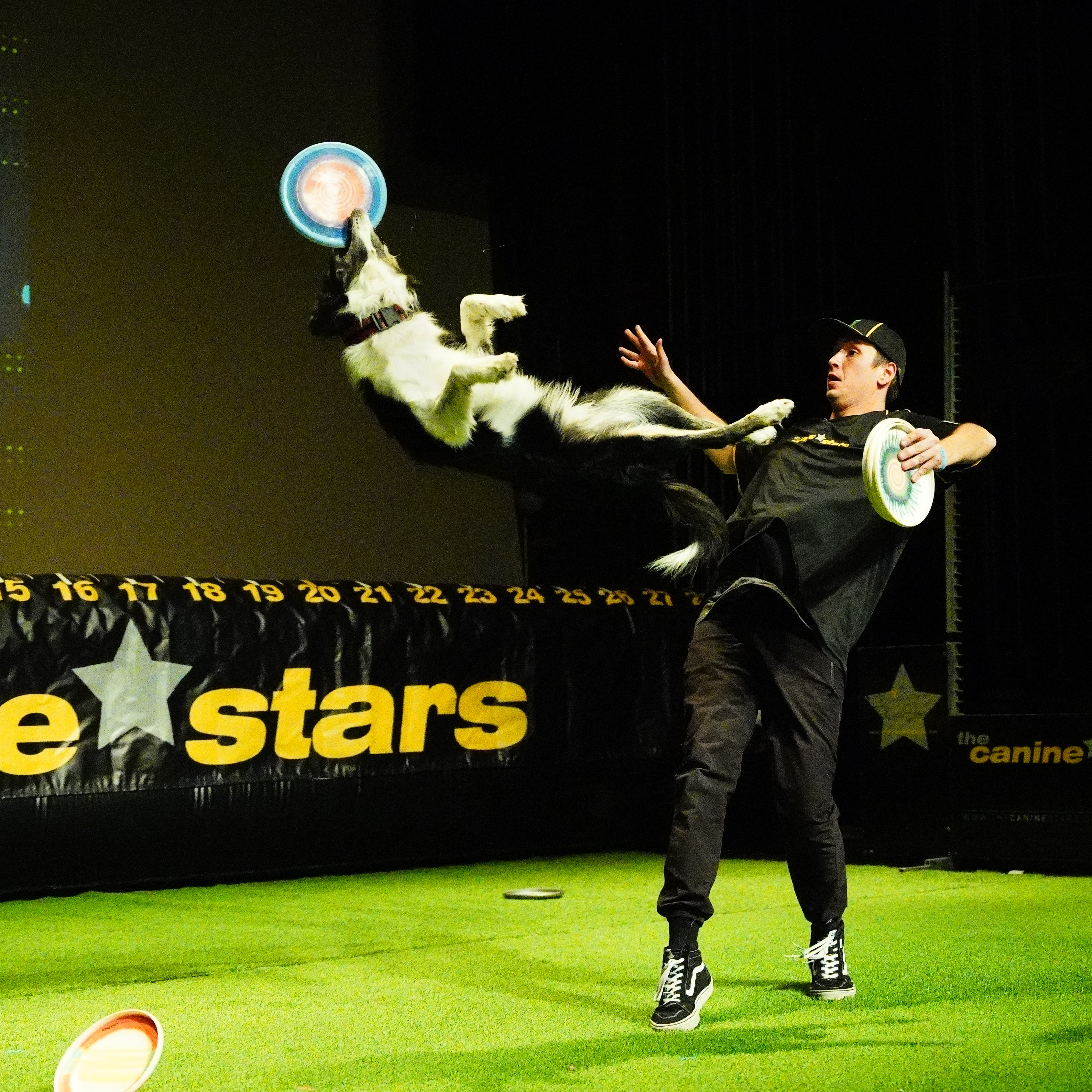 The Canine Stars Stunt Dog Show | To Do NYC